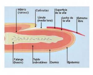 Partes de la uña - Cosmeticos